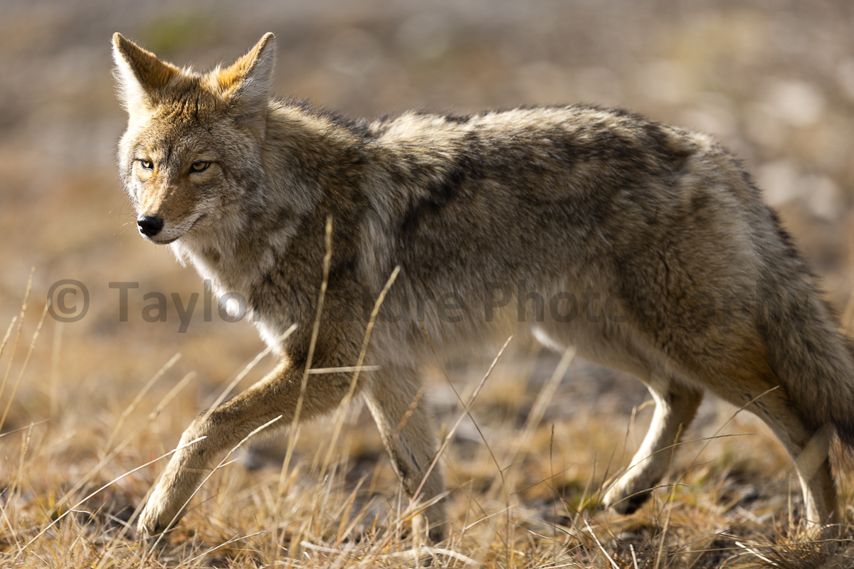 Golden coyote - Montana Wild Photography