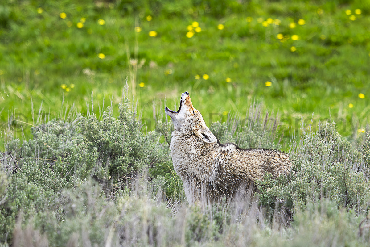 Howl - Montana Wild Photography