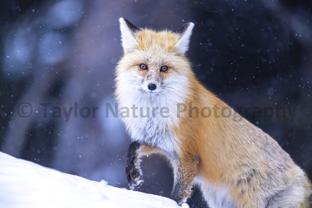 Foxes - Montana Wild Photography