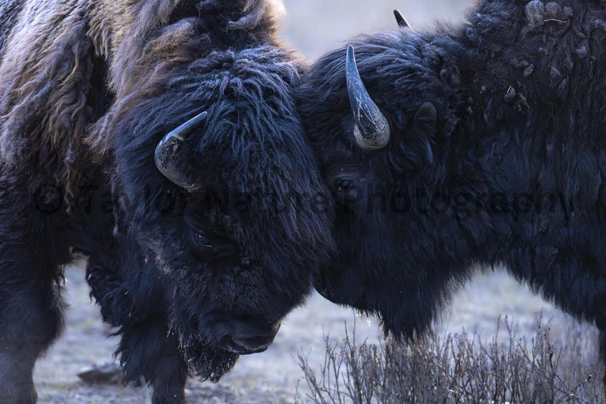 Bison brothers - Montana Wild Photography